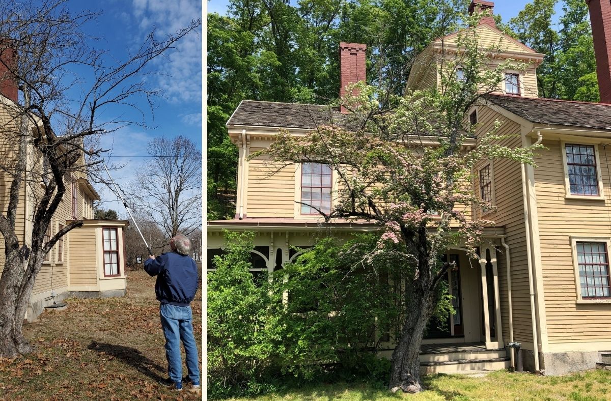 Historic Hawthorn Tree at the Wayside - Friends of Minute Man National Park