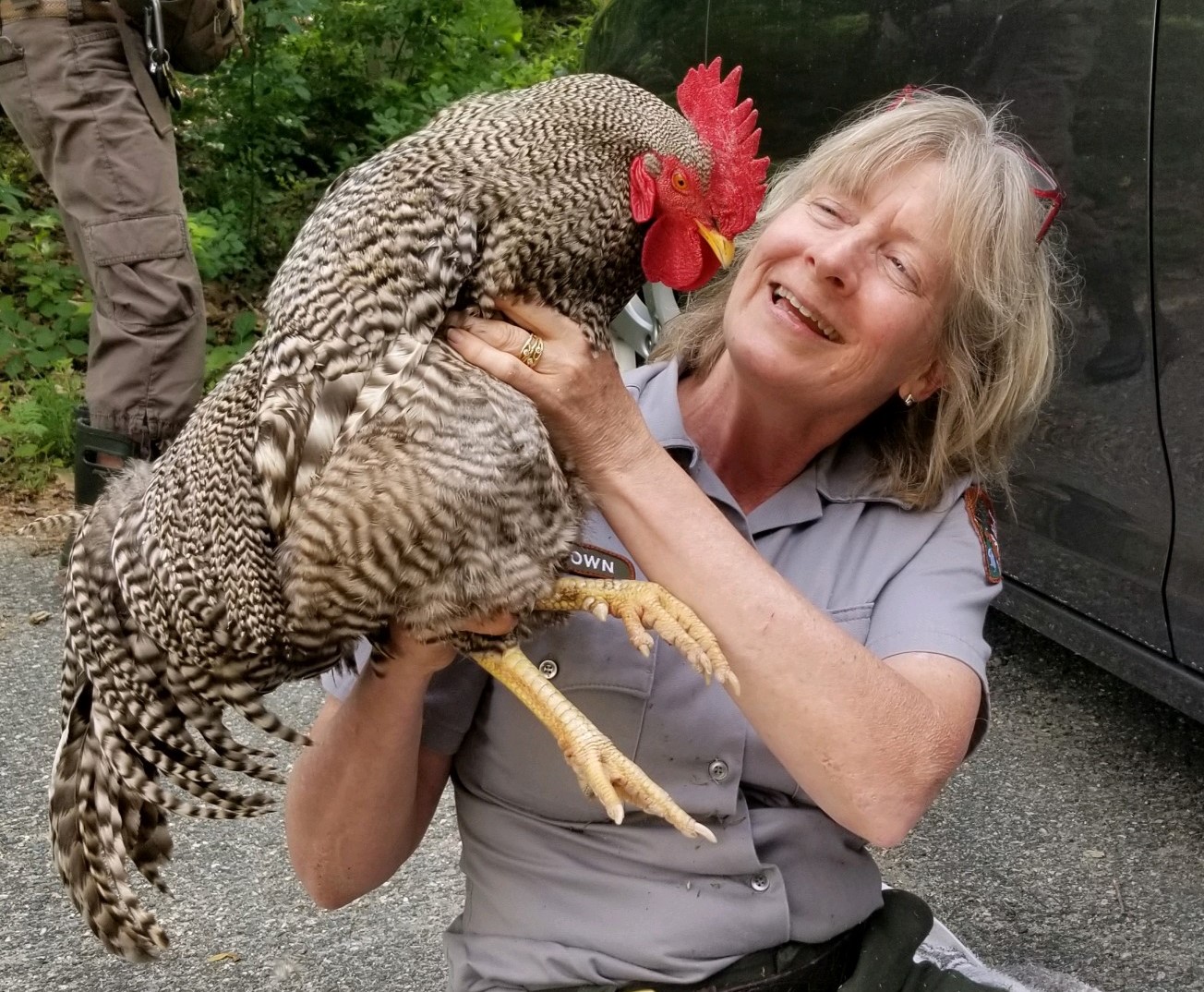 Rooster on the Run to Ruler of the Roost - Friends of Minute Man ...