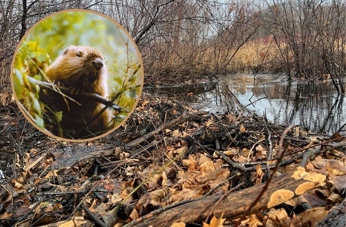 Colonization and Recolonization: A Brief History of Beavers at Minute ...