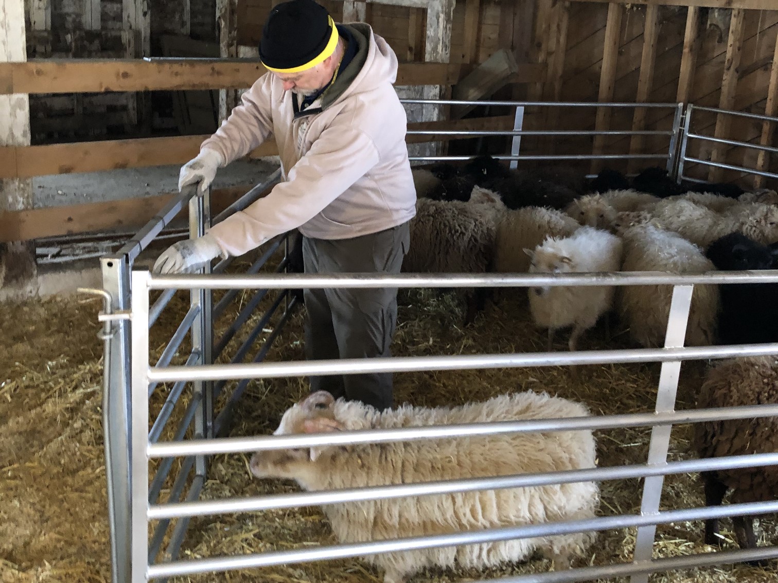 Sheep Shearing 2022 at Minute Man - Friends of Minute Man National Park