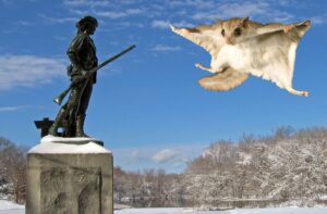 Species Spotlight: Flying Squirrels - Friends of Minute Man National Park