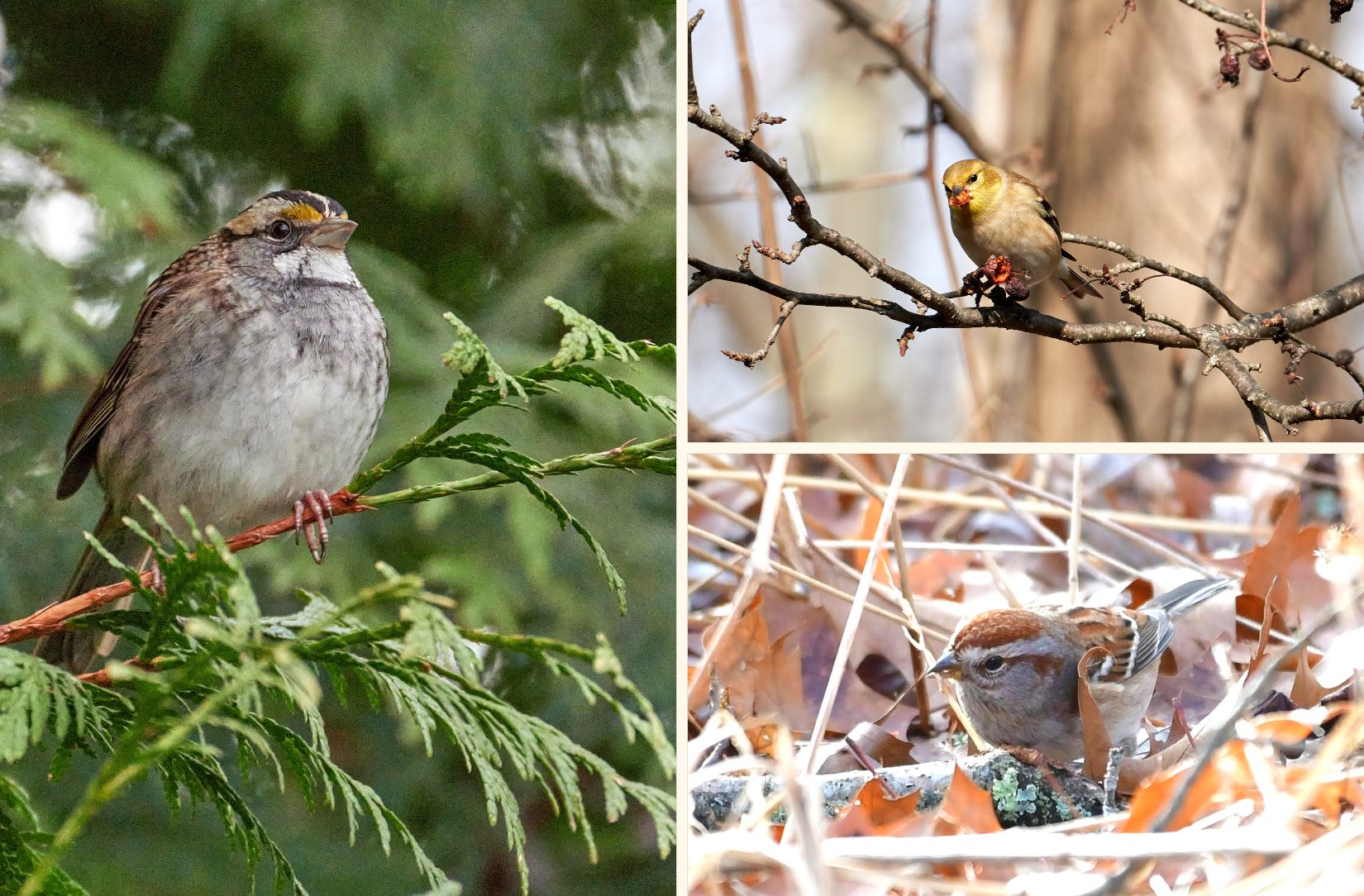 Sustaining Winter Birds at Minute Man National Historical Park ...