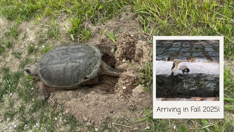 Turtles on the Move: Nesting Season at Minute Man - Friends of Minute ...
